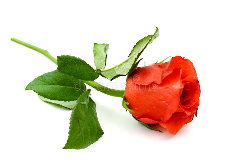 A single rose. stock image. Image of love, concept, pink - 197918827