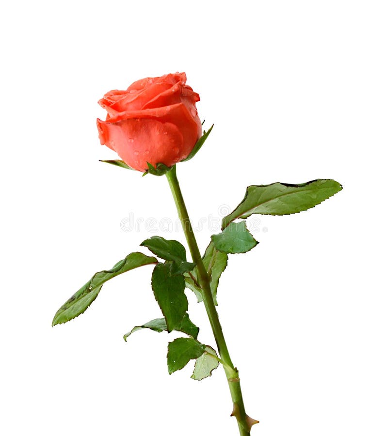 A single rose. stock photo. Image of beautiful, single - 197918880