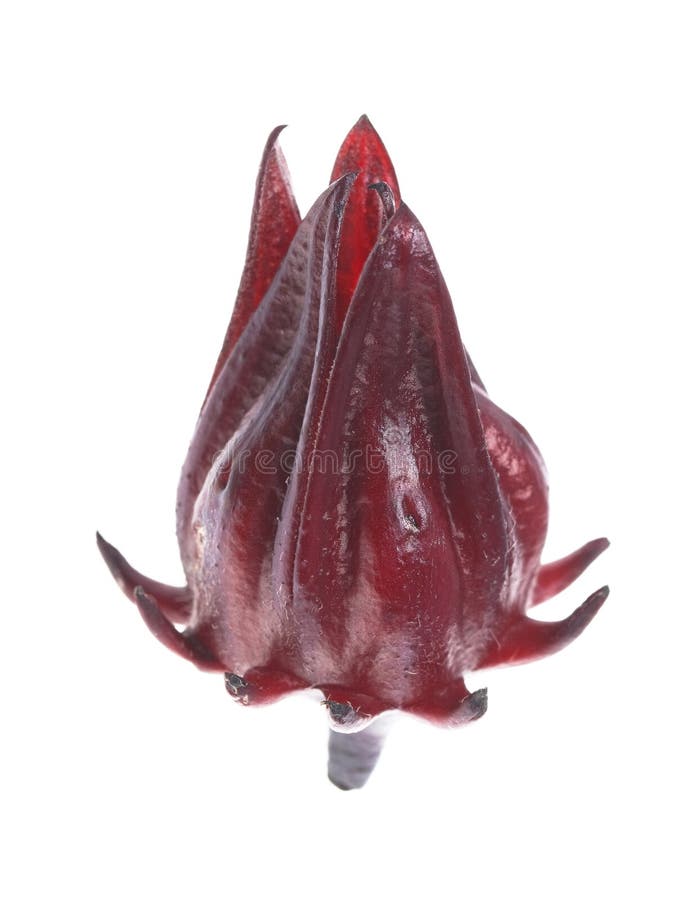 Roselle Isolated on White Background Stock Image - Image of flavor ...