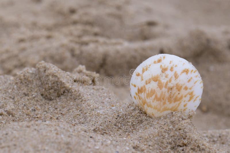 A Single Shell on the Beach Stock Photo - Image of shell, single: 108340684