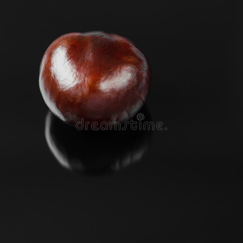 Single Round Smooth Brown Chestnut on Black Glossy Background with ...