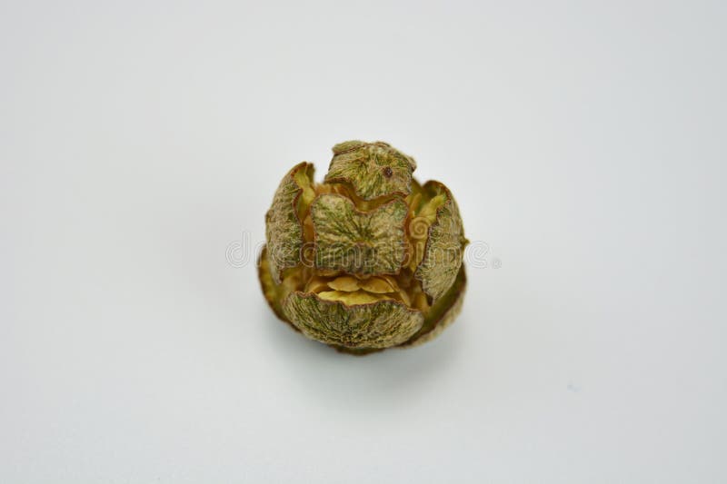 Single round strobile stock photo. Image of nature, cells - 83087580