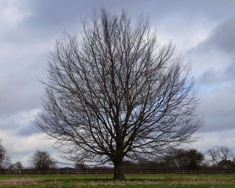 15,159 Single Tree Branches Stock Photos - Free & Royalty-Free Stock ...