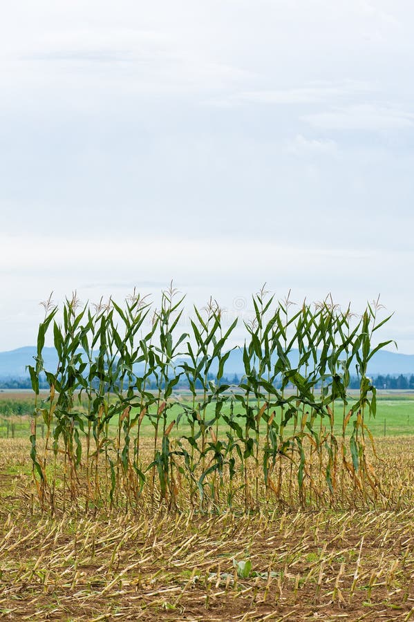 Single Row of Corn in a Field Stock Image - Image of farming, harvest ...