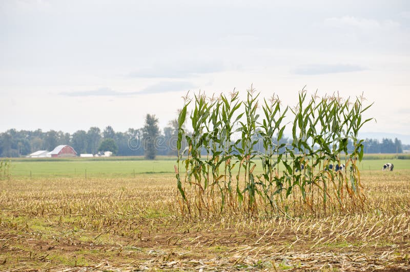 Single Row of Corn in a Field Stock Image - Image of healthy, plant ...