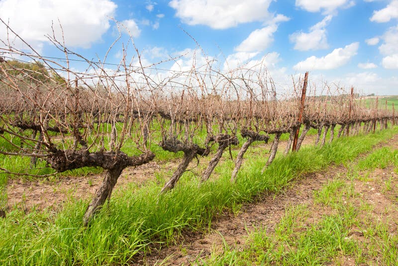 Grapevine in Spring stock photo. Image of napa, vitis - 34615226