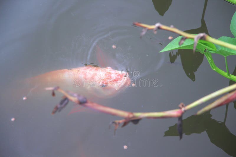 Single Ruby Fish Eating Food in Natural Pond Stock Image - Image of ...