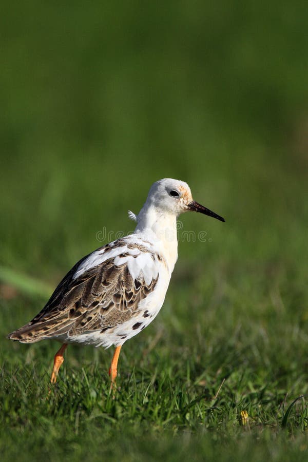 Single Ruff Bird on Grassy Wetlands during a Spring Nesting Period ...