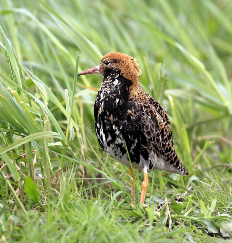 Single Ruff Bird on Grassy Wetlands during a Spring Nesting Period ...