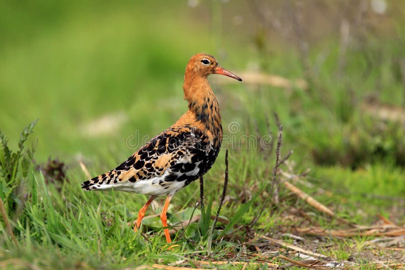 Single Ruff Bird on Grassy Wetlands during a Spring Nesting Period ...