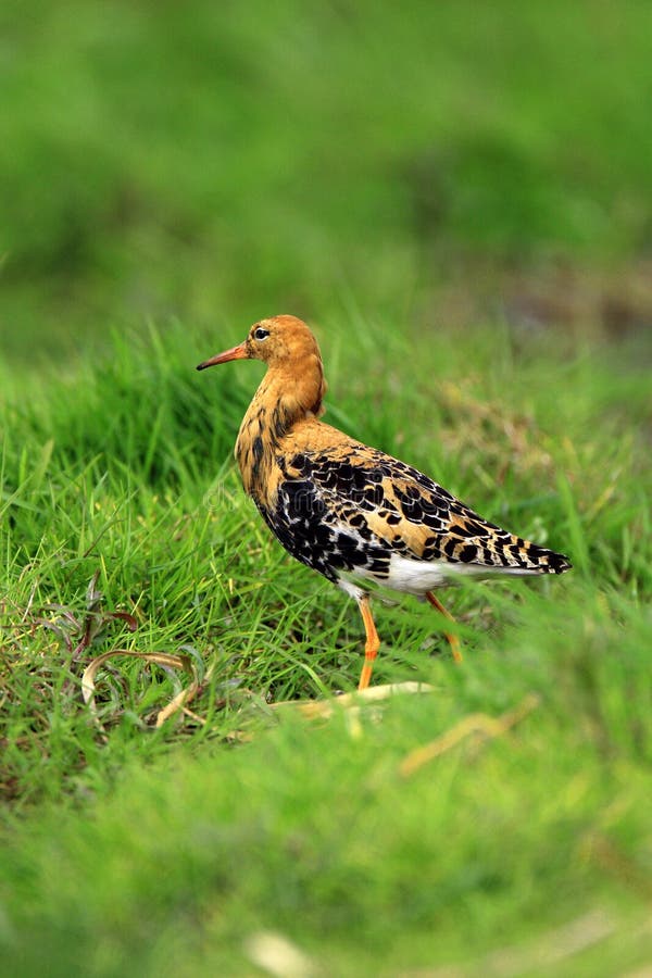 Single Ruff Bird on Grassy Wetlands during a Spring Nesting Period ...