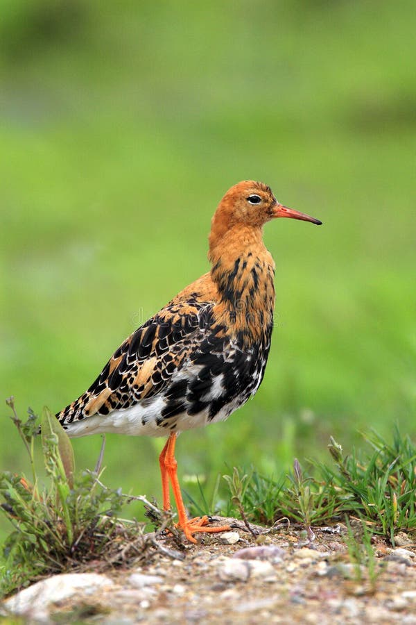 Single Ruff Bird on Grassy Wetlands during a Spring Nesting Period ...
