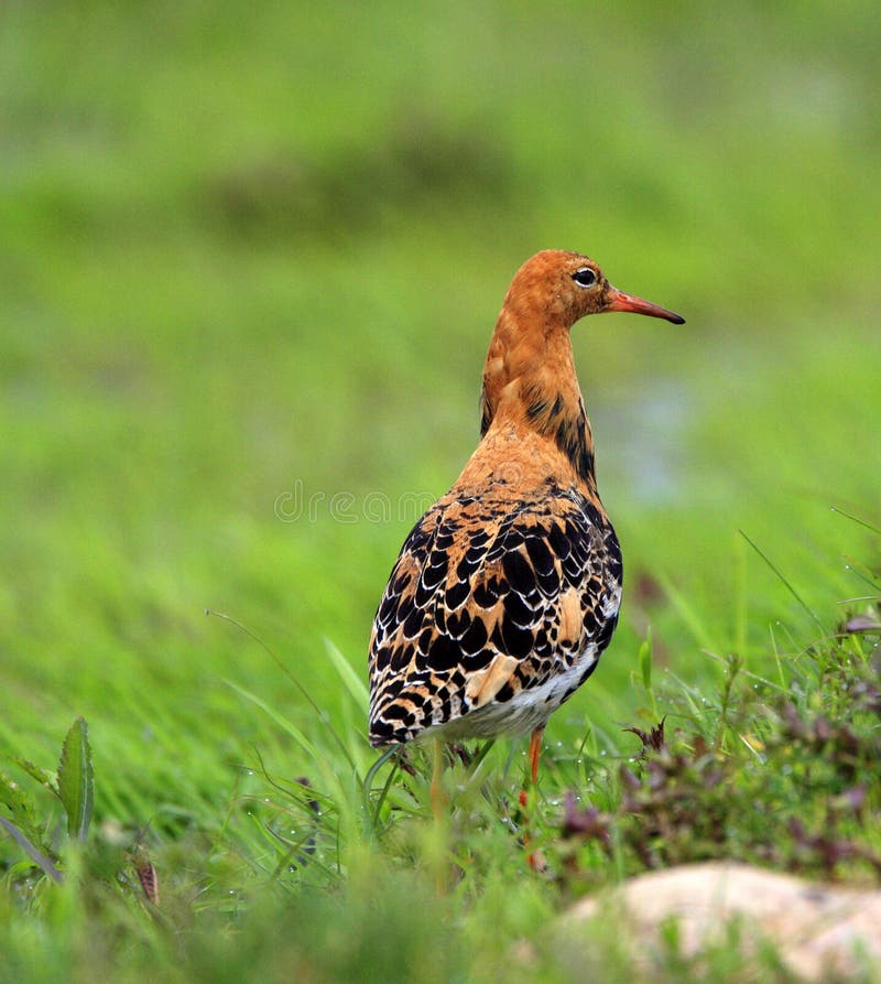 Single Ruff Bird on Grassy Wetlands during a Spring Nesting Period ...