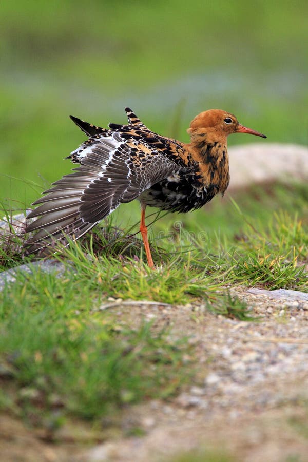 Single Ruff Bird on Grassy Wetlands during a Spring Nesting Period ...