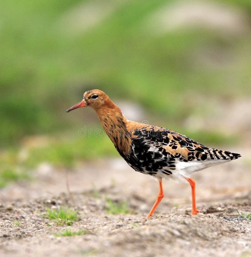 Single Ruff Bird on Grassy Wetlands during a Spring Nesting Period ...
