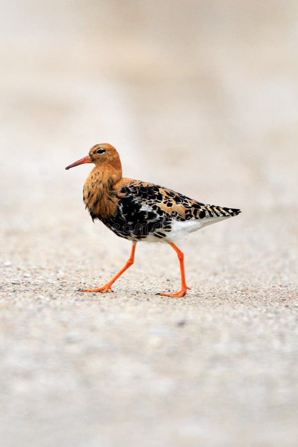 Single Ruff Bird on Grassy Wetlands during a Spring Nesting Period ...