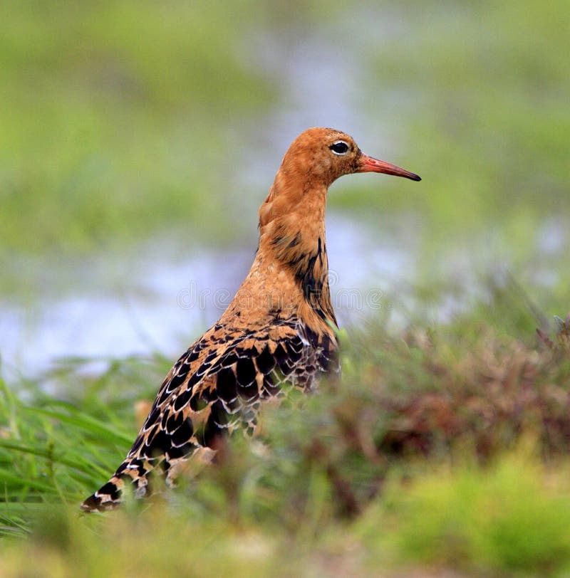 Single Ruff Bird on Grassy Wetlands during a Spring Nesting Period ...