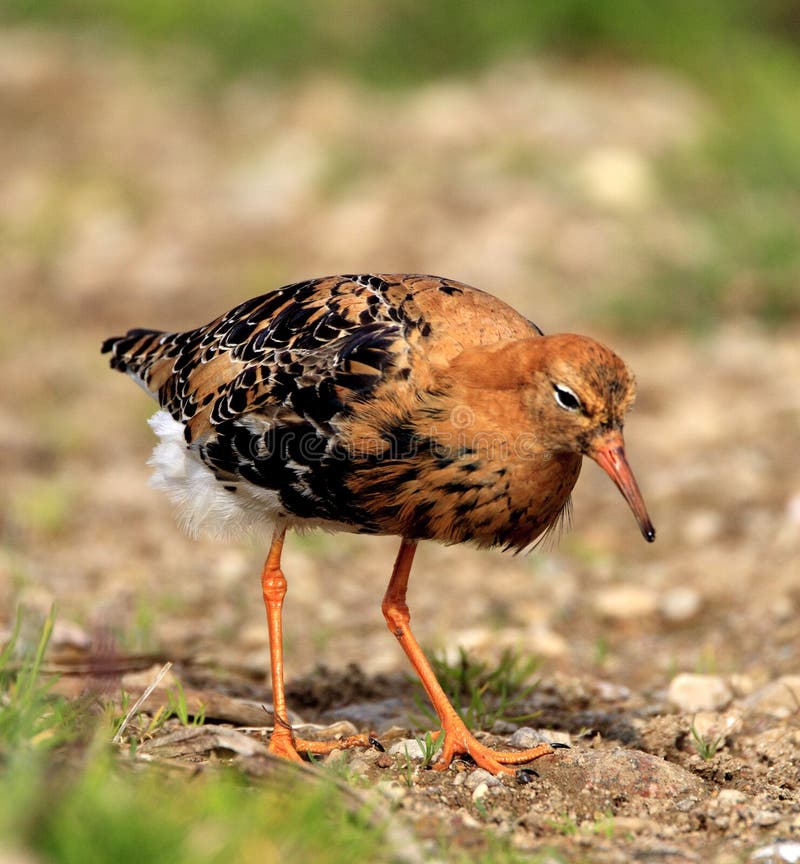 Single Ruff Bird on Grassy Wetlands during a Spring Nesting Period ...