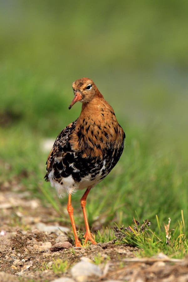 Single Ruff Bird on Grassy Wetlands during a Spring Nesting Period ...