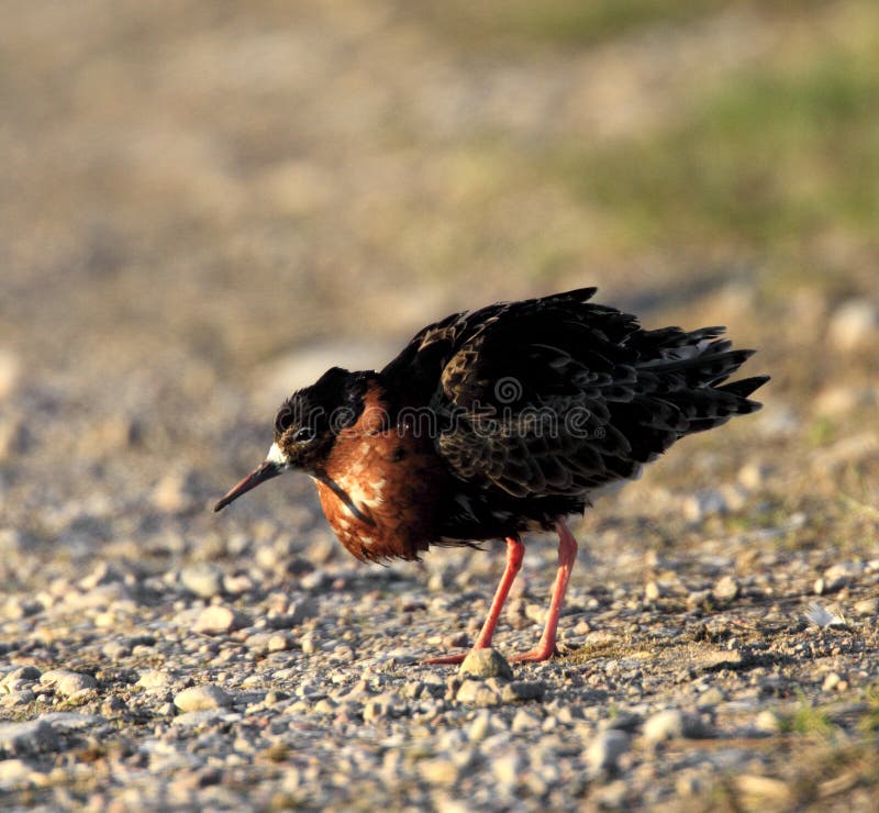 Single Ruff Bird on Grassy Wetlands during a Spring Nesting Period ...