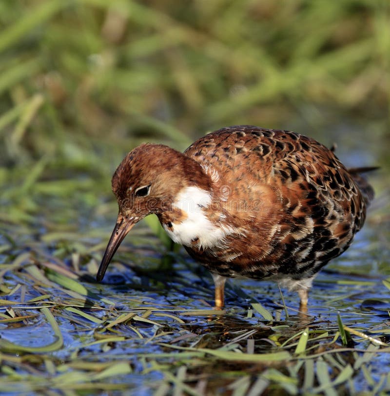 Single Ruff Bird on Grassy Wetlands during a Spring Nesting Period ...