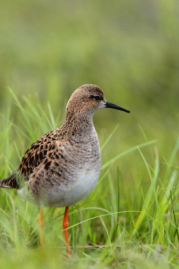 Single Ruff Bird on Grassy Wetlands during a Spring Nesting Period ...