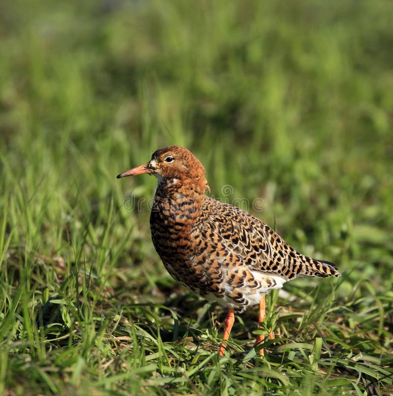 Single Ruff Bird on Grassy Wetlands during a Spring Nesting Period ...