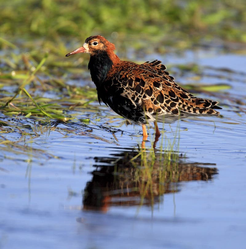 Single Ruff Bird on Grassy Wetlands during a Spring Nesting Period ...