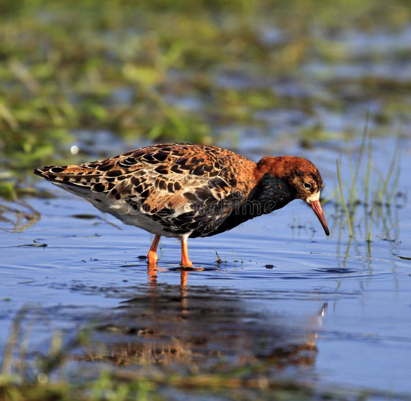 Single Ruff Bird on Grassy Wetlands during a Spring Nesting Period ...
