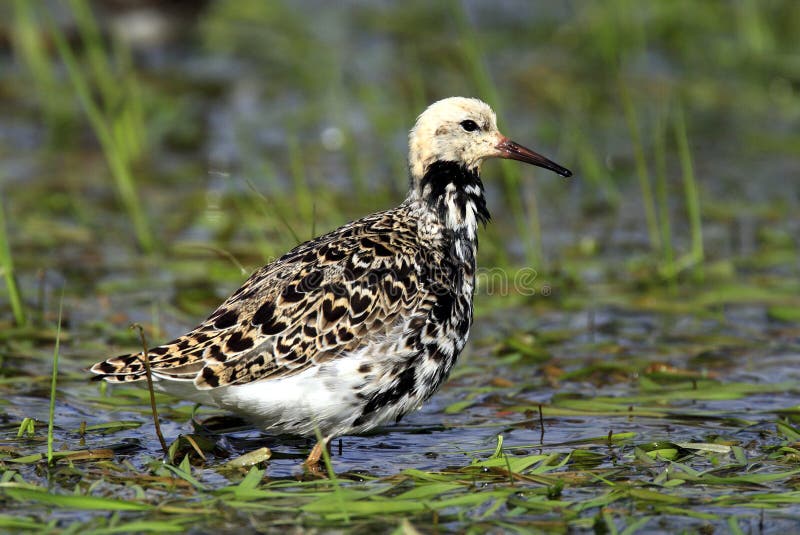 Single Ruff Bird on Grassy Wetlands during a Spring Nesting Period ...
