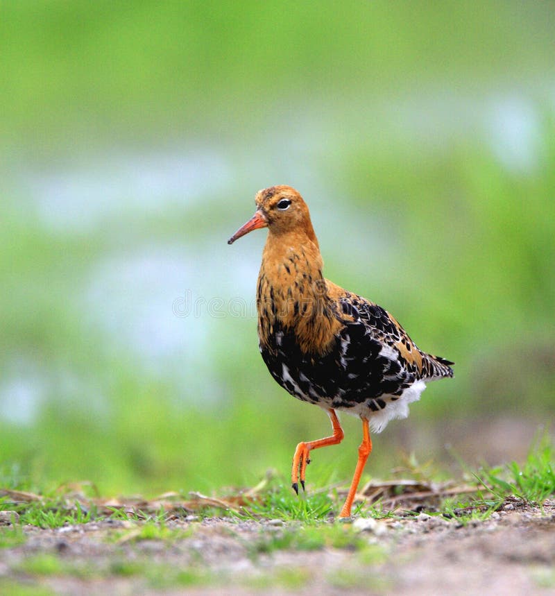 Single Ruff Bird on Grassy Wetlands in Spring Season Stock Image ...