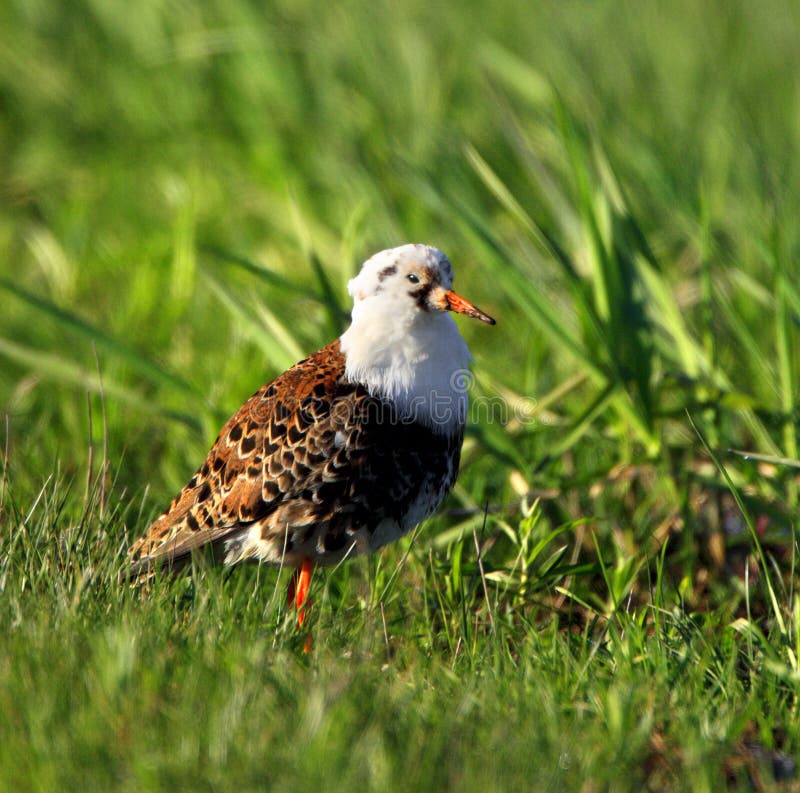Single Ruff Bird on Grassy Wetlands in Spring Season Stock Image ...