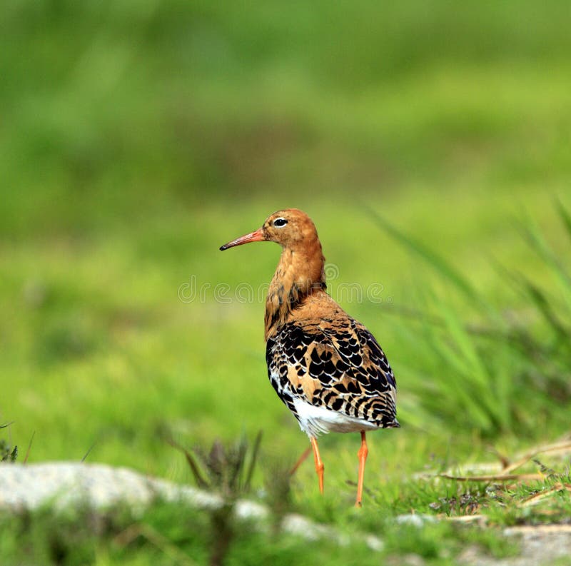 Single Ruff Bird on Grassy Wetlands in Spring Season Stock Photo ...