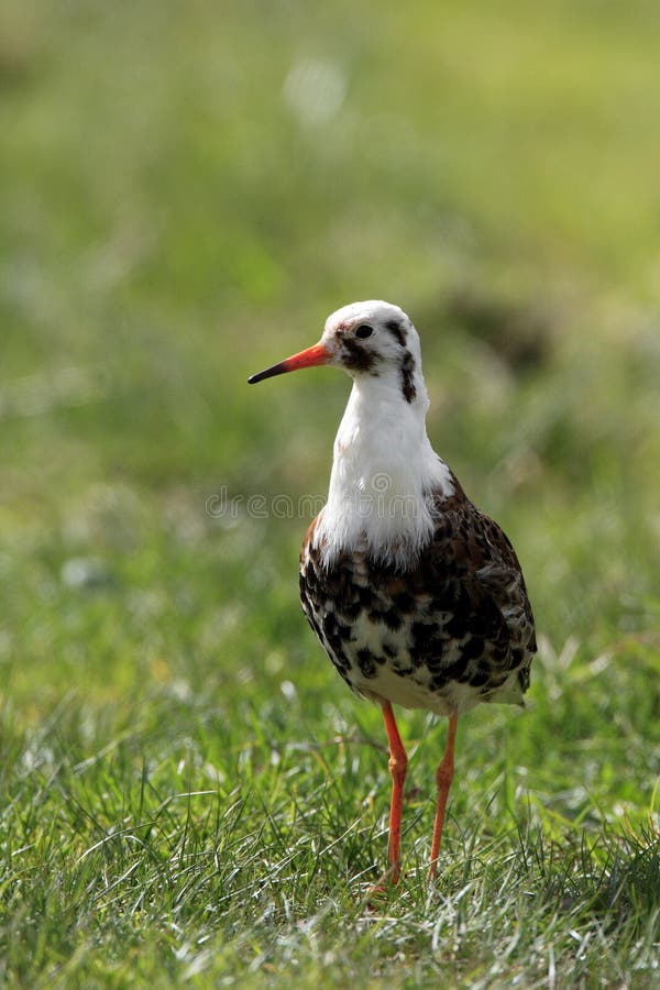 Single Ruff Bird on Grassy Wetlands in Spring Season Stock Photo ...