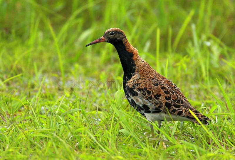 Single Ruff Bird during a Spring Nesting Period Stock Image - Image of ...