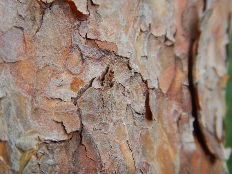 Single an Running on a Pine Skin Stock Image - Image of insect ...