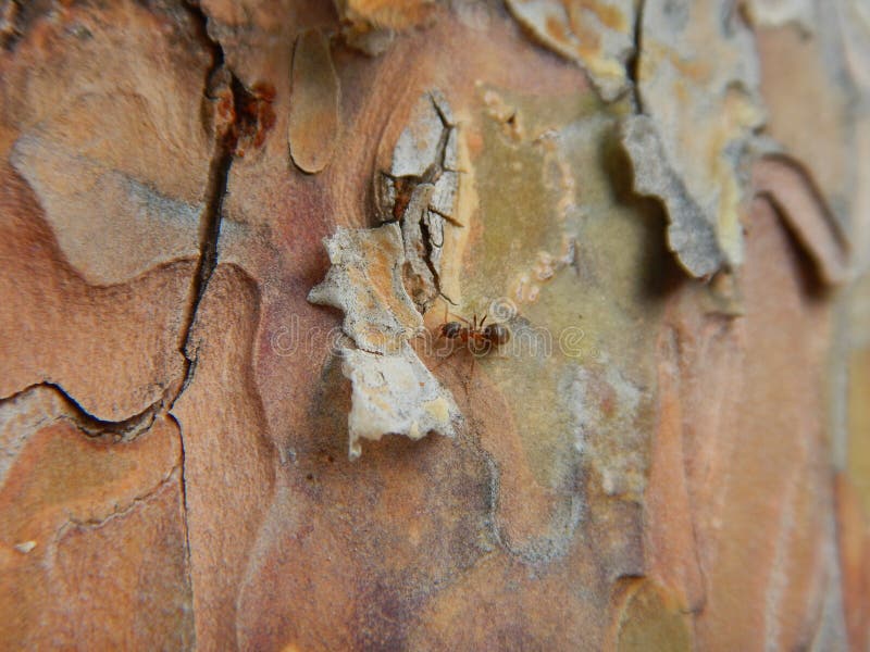 Single an Running on a Pine Skin Stock Photo - Image of nature ...