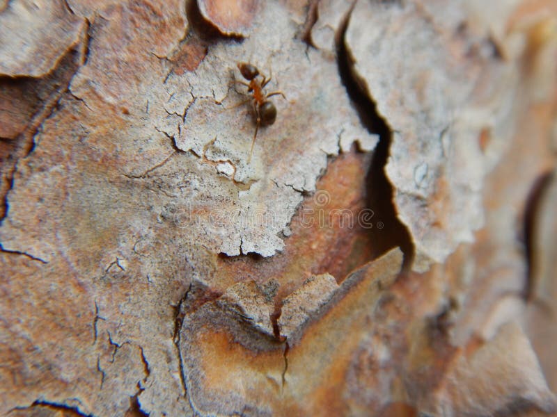 Single an Running on a Pine Skin Stock Photo - Image of skin, nature ...