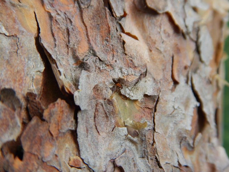 Single an Running on a Pine Skin Stock Image - Image of nature, skin ...
