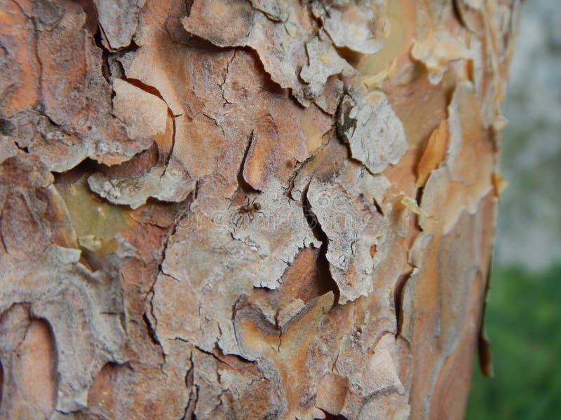 Single an Running on a Pine Skin Stock Image - Image of material, plant ...