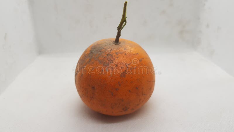 Single Rustic Orange with Stem Stock Photo - Image of farm, orange ...