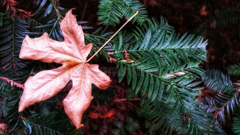 Single Rusty Copper Leaf on Green Needle Background. Stock Photo ...