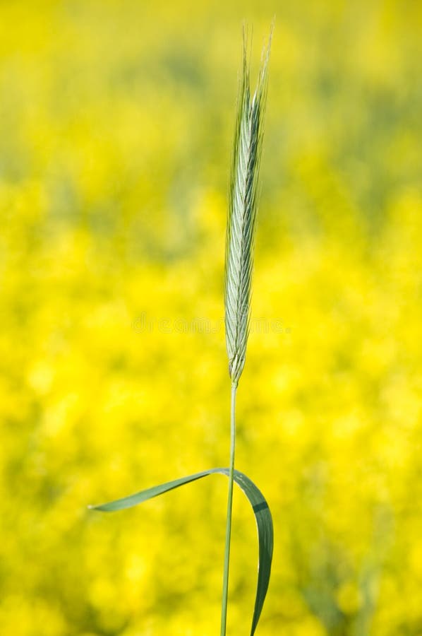 Single Rye stock photo. Image of plant, barley, nutrition - 12586904