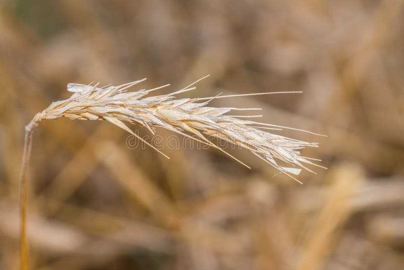 Single Rye Ear on a Field in Bavaria, Germany Stock Photo - Image of ...