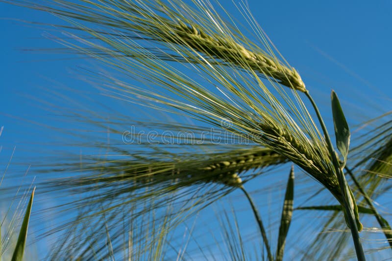 Single Rye in May Against a Blue Sky. Stock Image - Image of grain ...