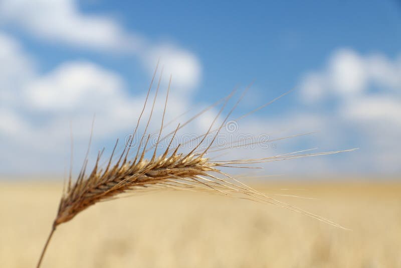 Grain wheat stock photo. Image of natural, seed, cereals - 176328