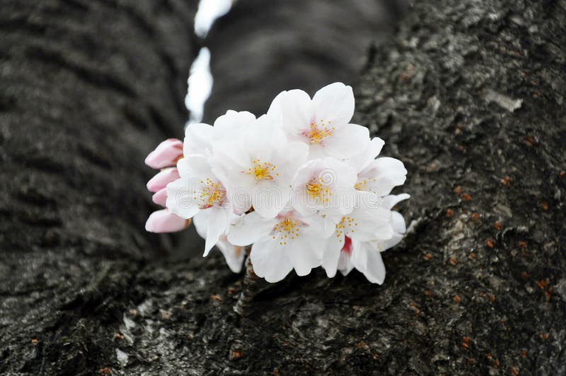 Single Sakura in Full Blossom Stock Image - Image of beginnings ...