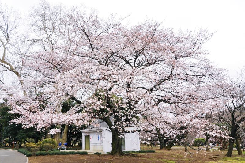 Single Sakura Tree in Full Blossom Stock Photo - Image of kyoto, park ...