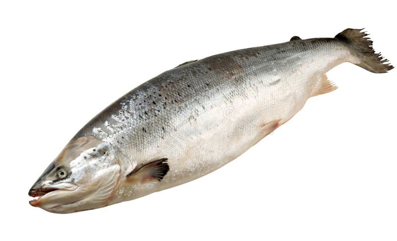 Salmon Fish Close Up Isolated Stock Image - Image of healthy, isolated ...