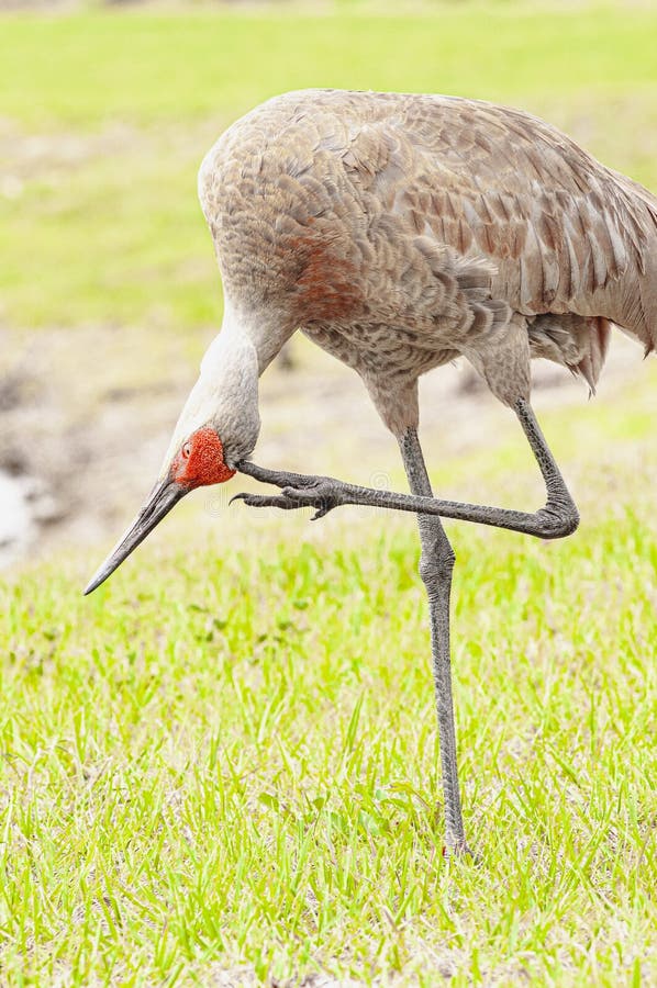 Single Sand Hill Crane, Scratching Head with Toe Stock Photo - Image of ...